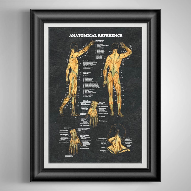 Muscle Chart - Etsy