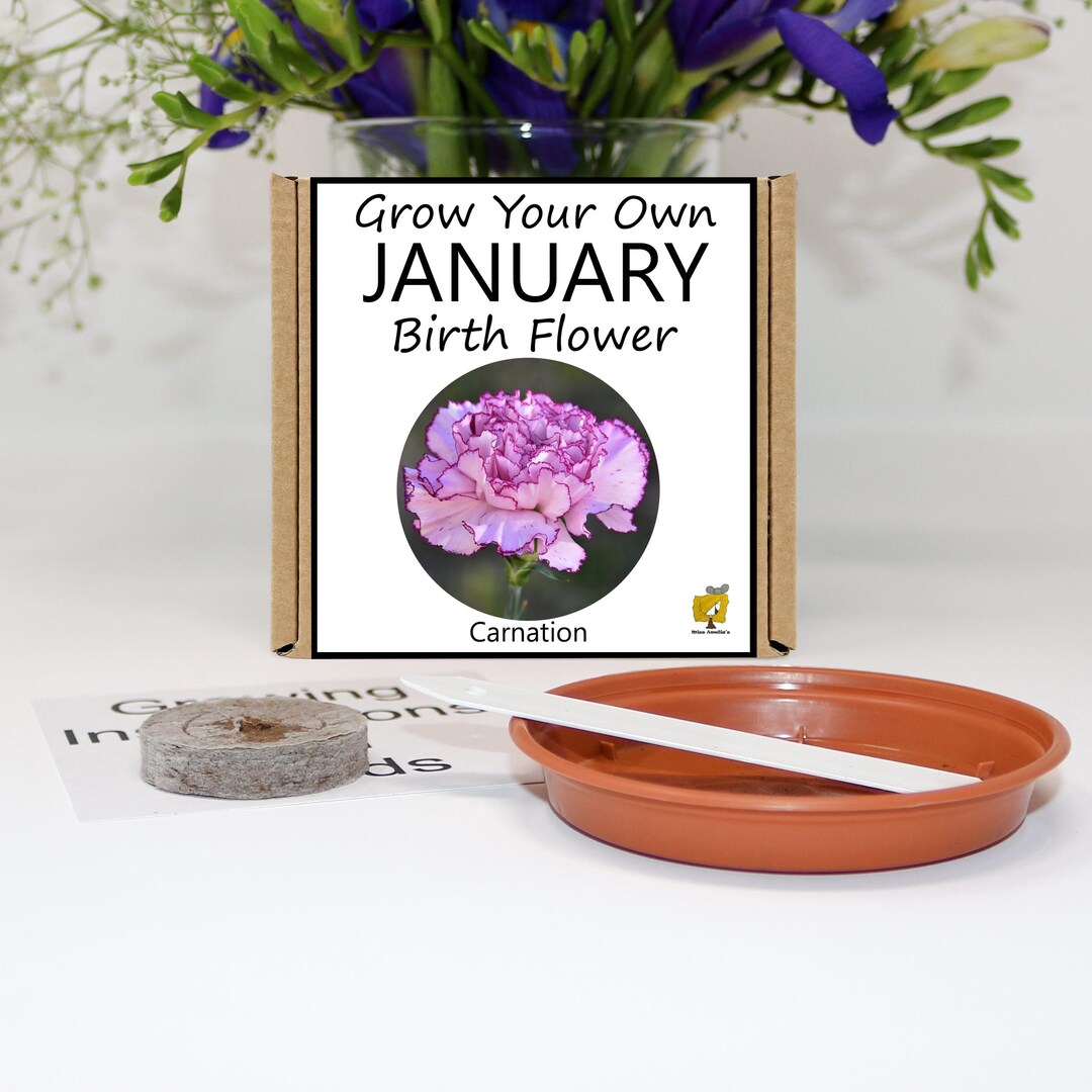 January Birth Flower Growing Kit - Grow Your Own Carnation - Etsy UK