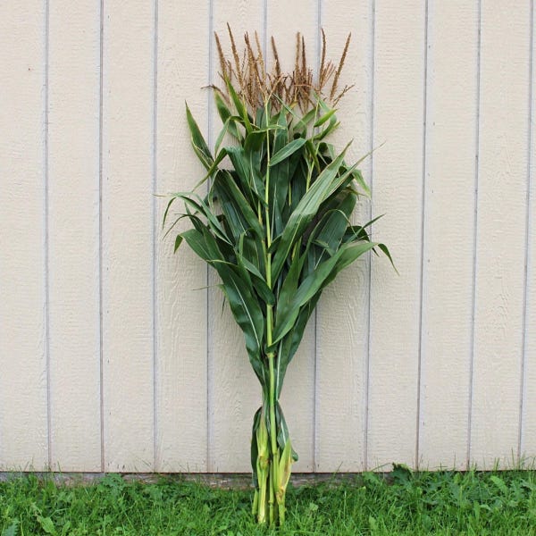 Corn Stalks - Etsy