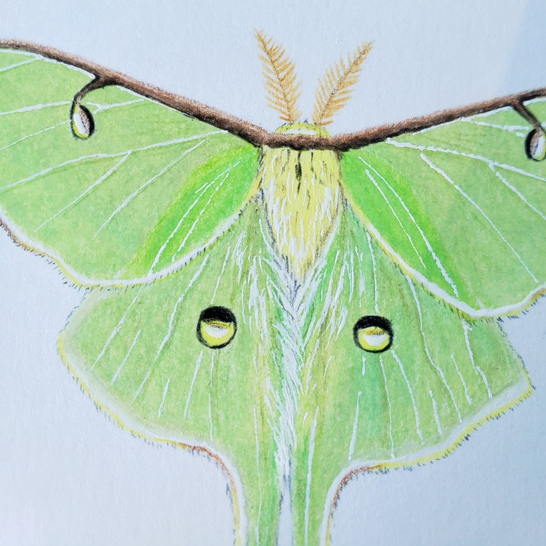 Original Luna Moth and Spanish Moon Moth Colored Pencil Drawing in ...