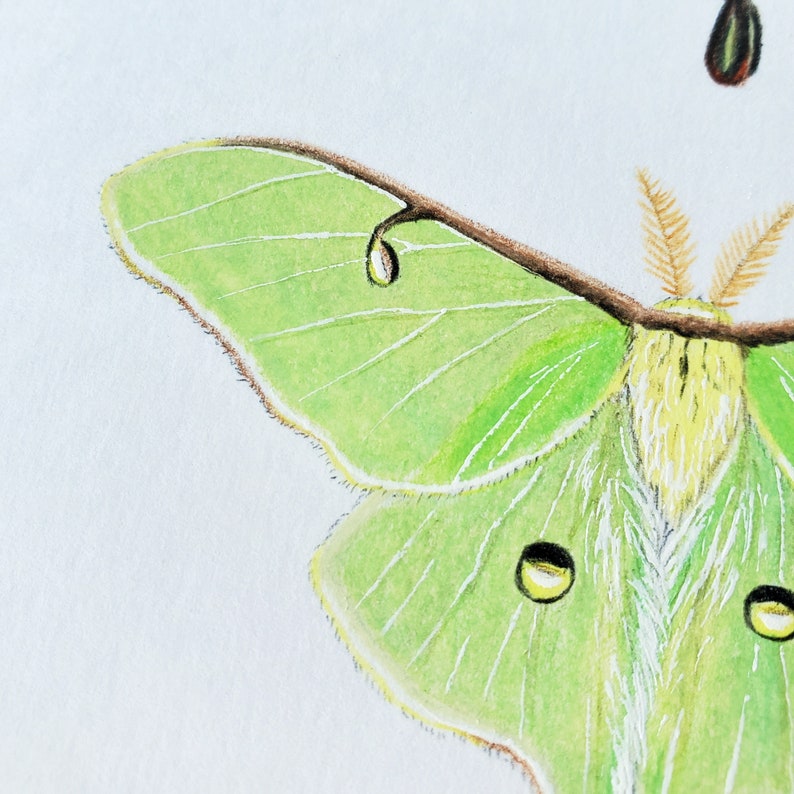Original Luna Moth and Spanish Moon Moth Colored Pencil Drawing in ...