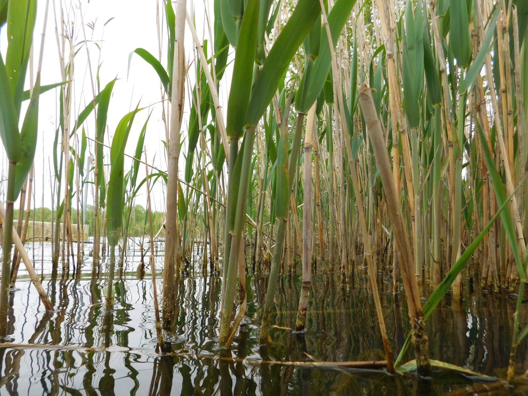 Reeds in Water - Etsy
