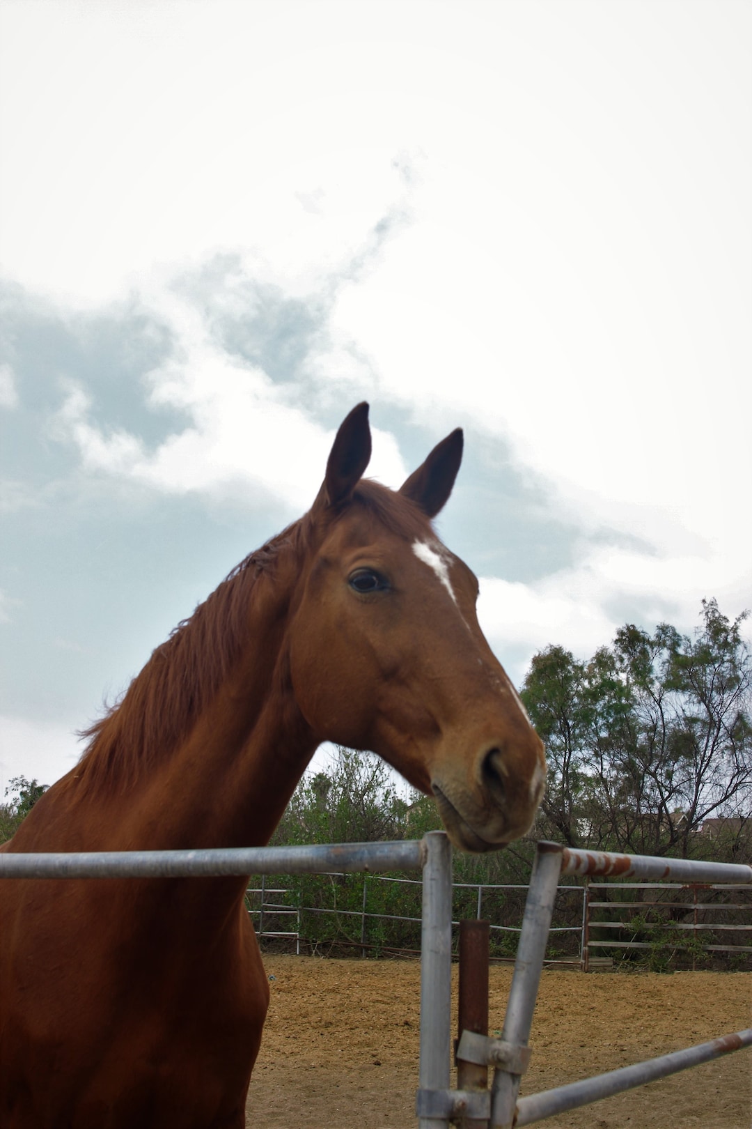 PDF of a Red Mare - Etsy