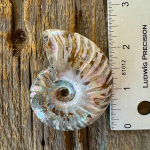 Polished Rainbow Ammonite Opalized Iridescent Fossil Specimen 61.3g ...