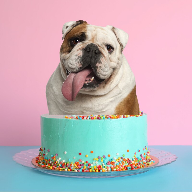 Bulldog Cake Topper - Etsy