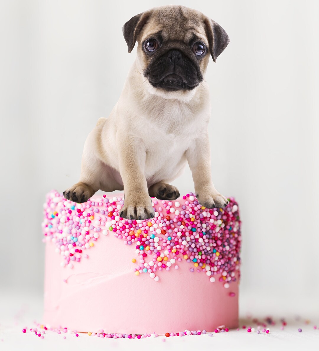 Pug Puppy Cake Topper, Pug Cake Topper, Pug Birthday Party, Pug Theme ...