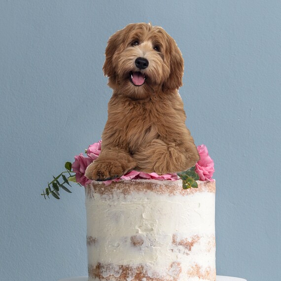 Goldendoodle Cake Topper Doodle Cake Topper Golden Doodle | Etsy