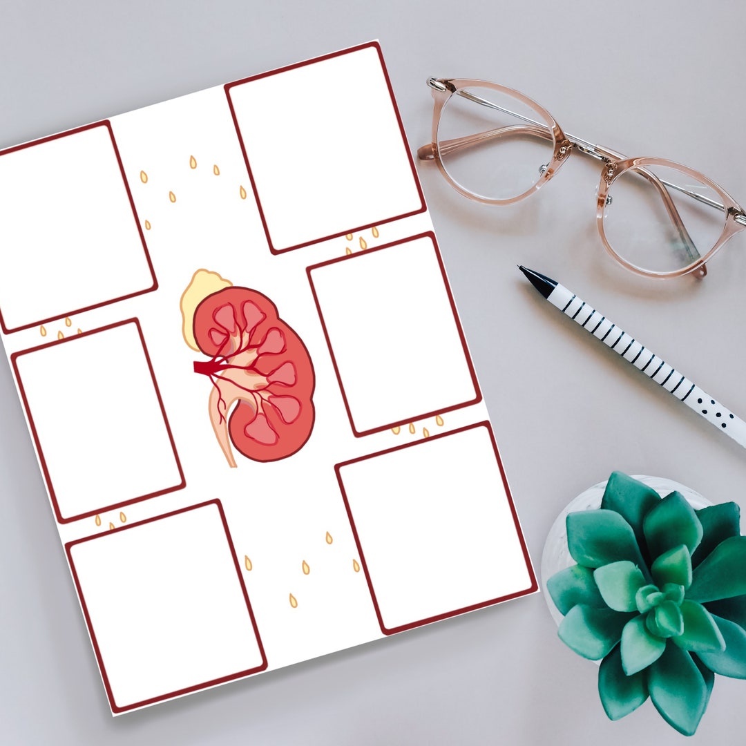 Renal System Mind Map Template - Etsy