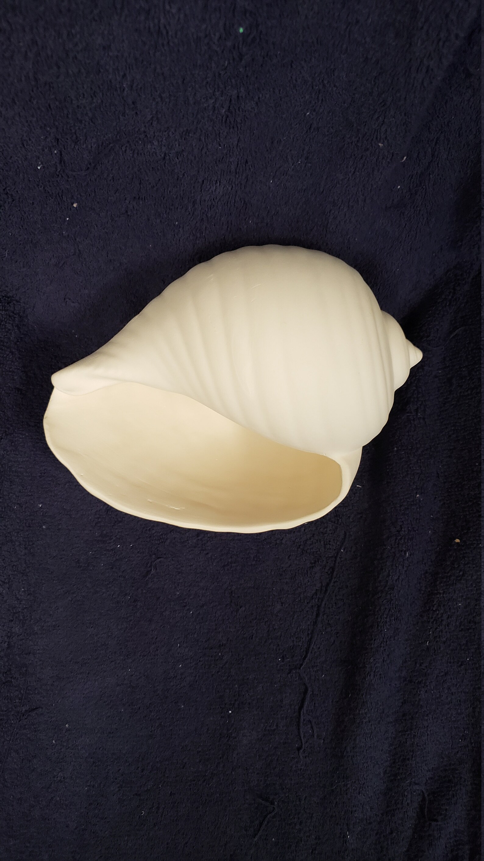 Gare L999 Conch Shell Bisqueready to Paint - Etsy