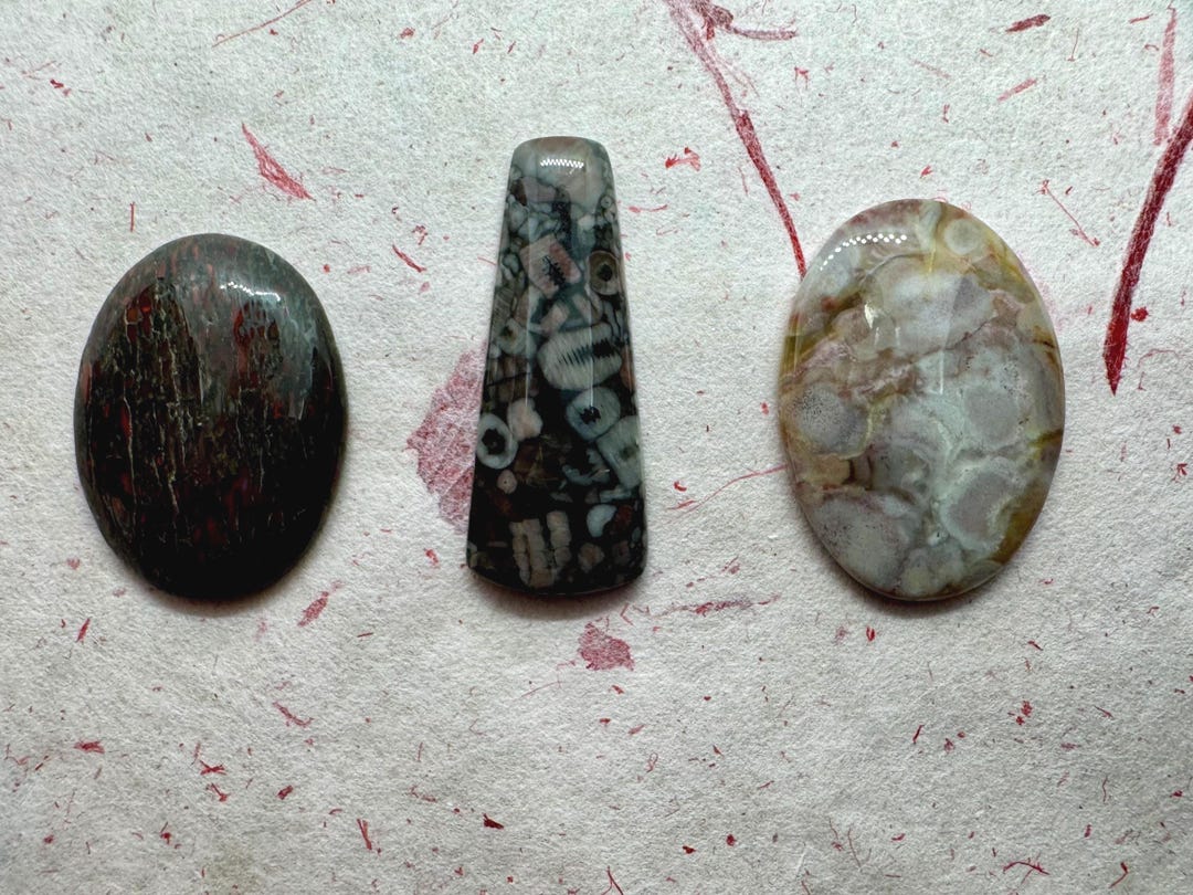 Amazing Fossilized and Petrified Set of Dino Bone, Crinoid Fossil (sea ...