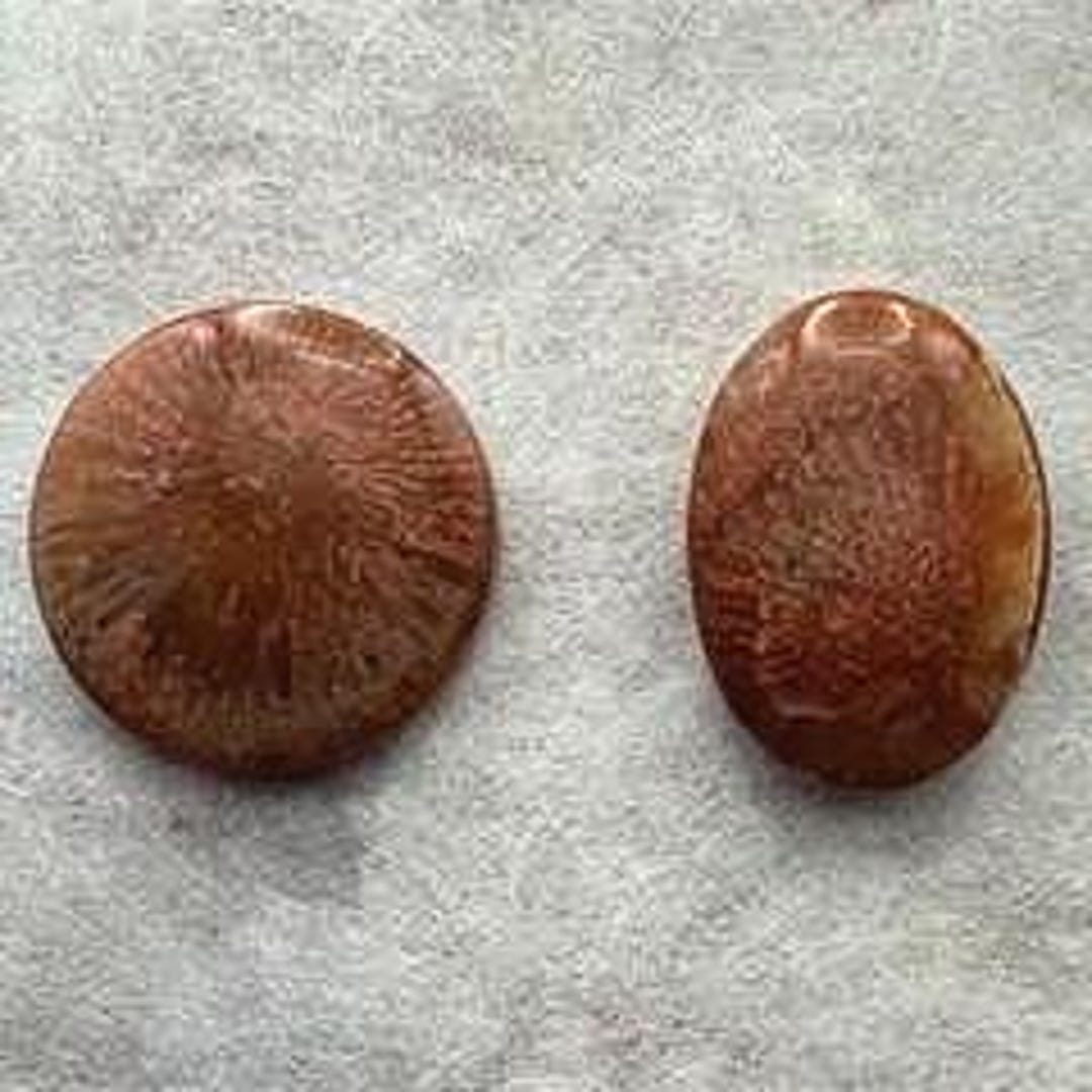 Intriguing and Beautiful Set of Red Horn Coral/ Red Horn Fossil Coral ...