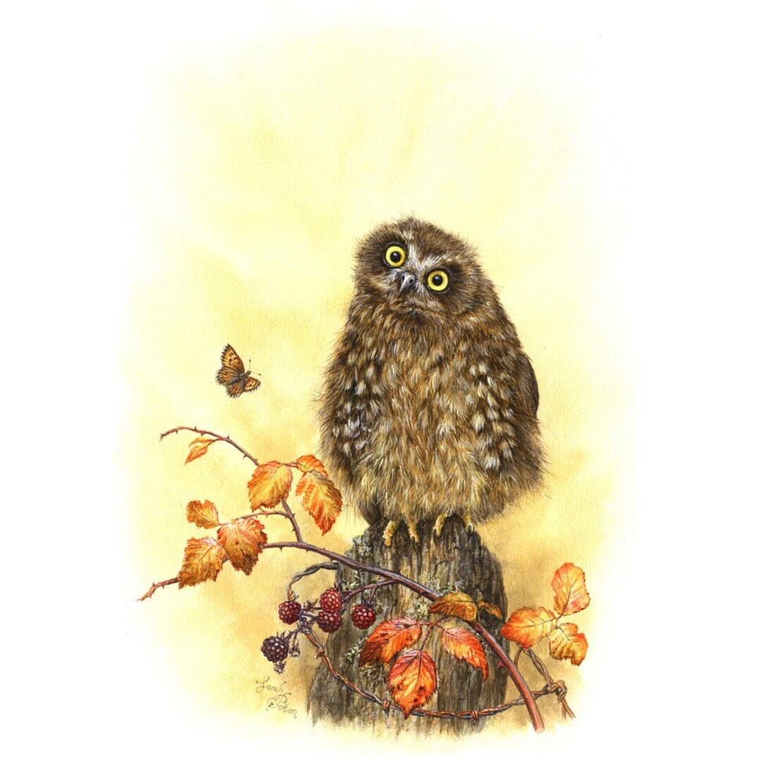 Print of Baby Morepork Owl Painting by New Zealand Artist Bird Wall ...