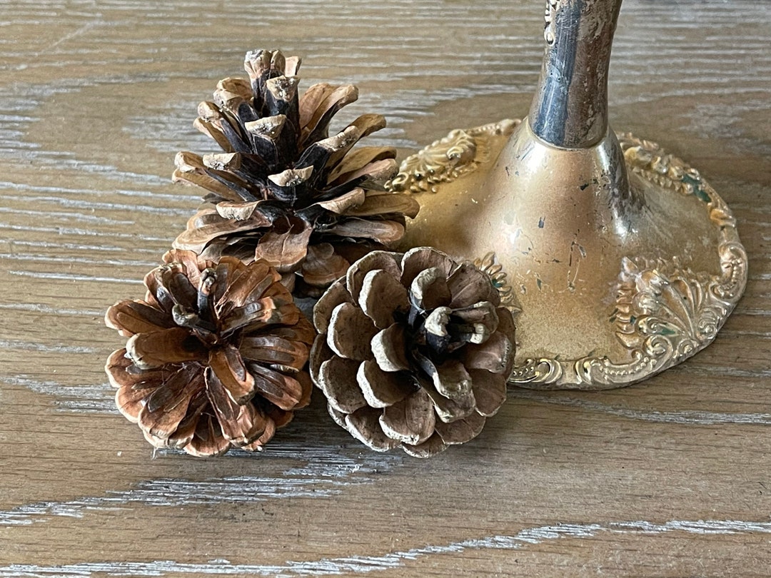 Hand Picked Austriaca Pine Cones, Small Pine Cones, Home Decor, Wedding ...