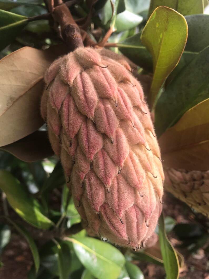 Magnolia Tree Seed Pods Hand Picked Crafting Home Decor - Etsy