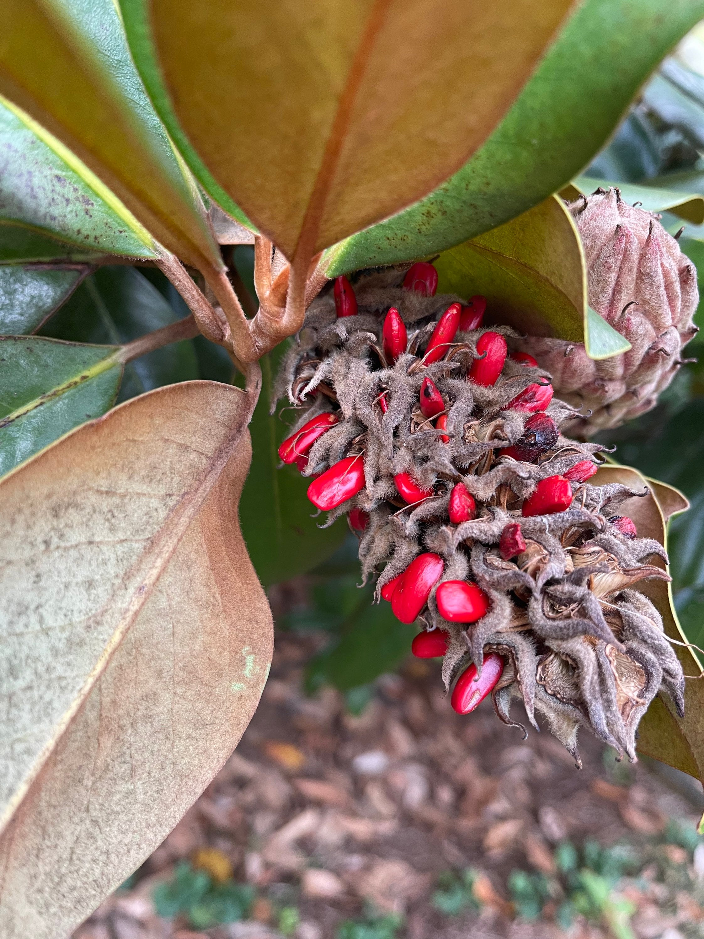 Magnolia Tree Seed Pods