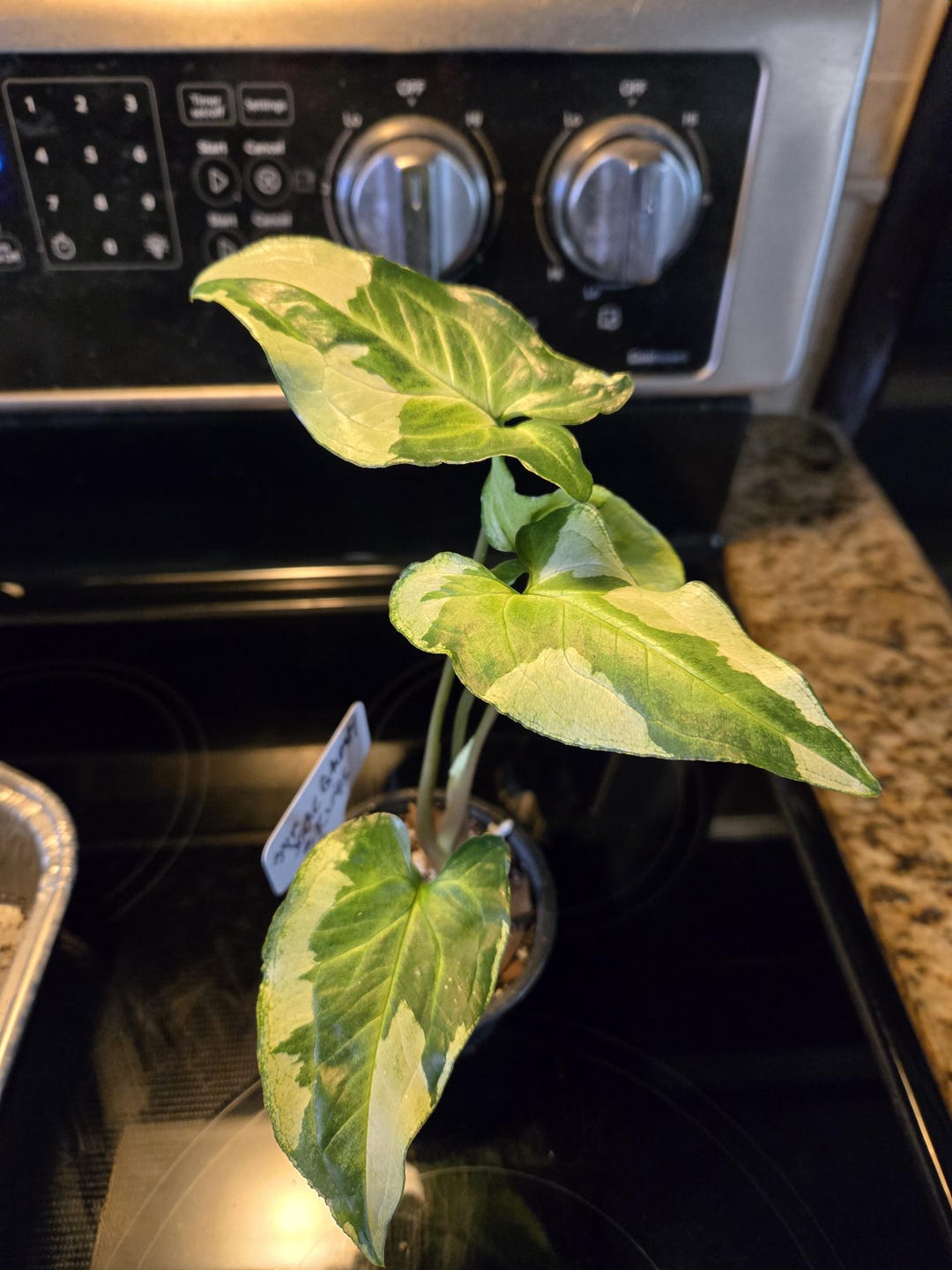 Syngonium Podophyllum Arrowhead Jade Ghost/3 Kings - Etsy