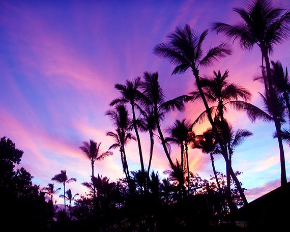 Sunset Purple Tree Photography