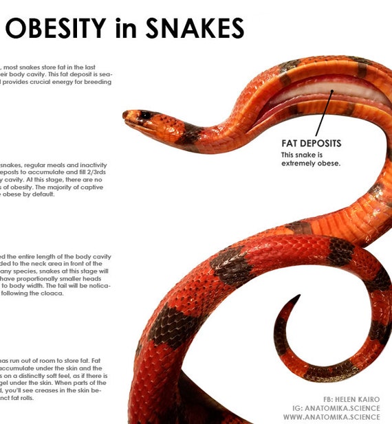 Snake Internal Anatomy