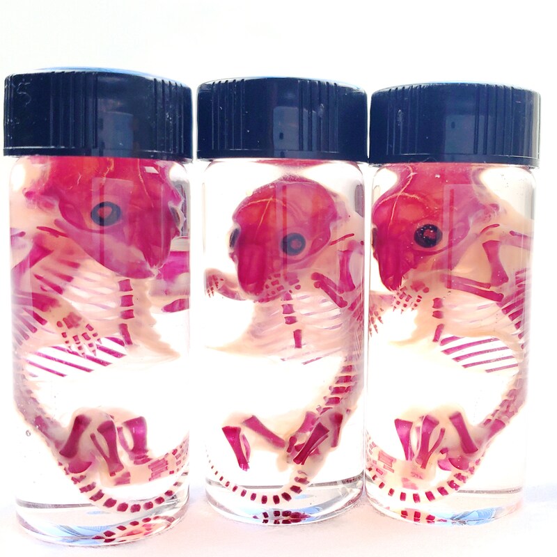 Diaphonized Species - Etsy