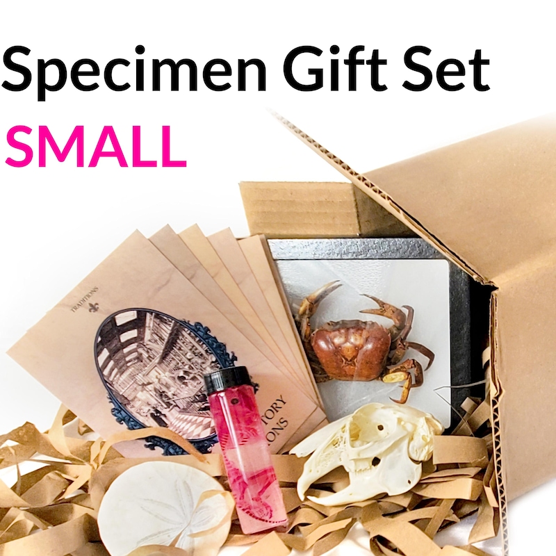 Skull Dry Specimen - Etsy