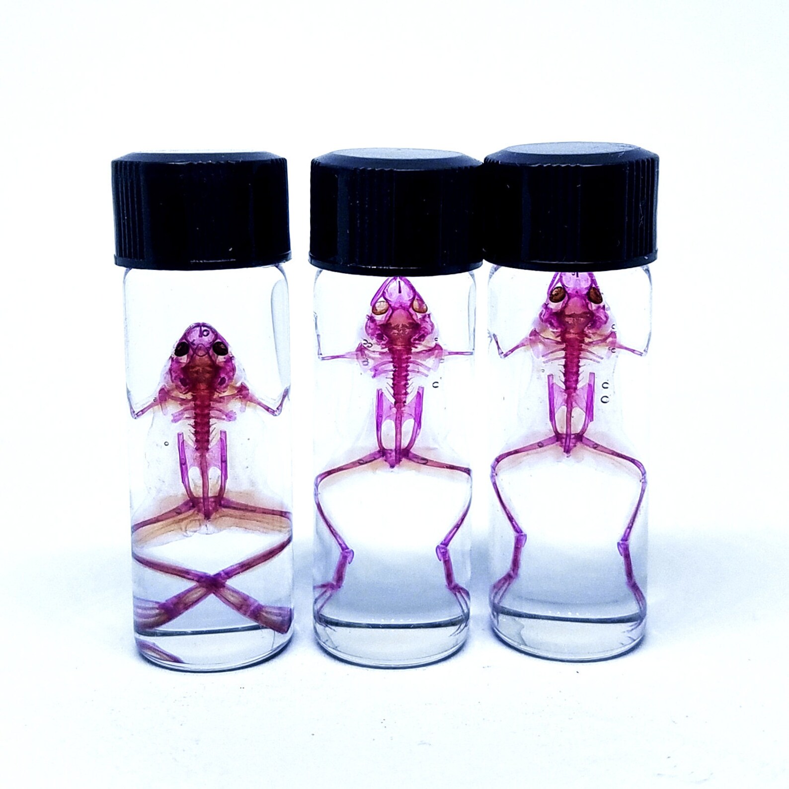 Tiny Diaphonized Frog Specimen - Etsy