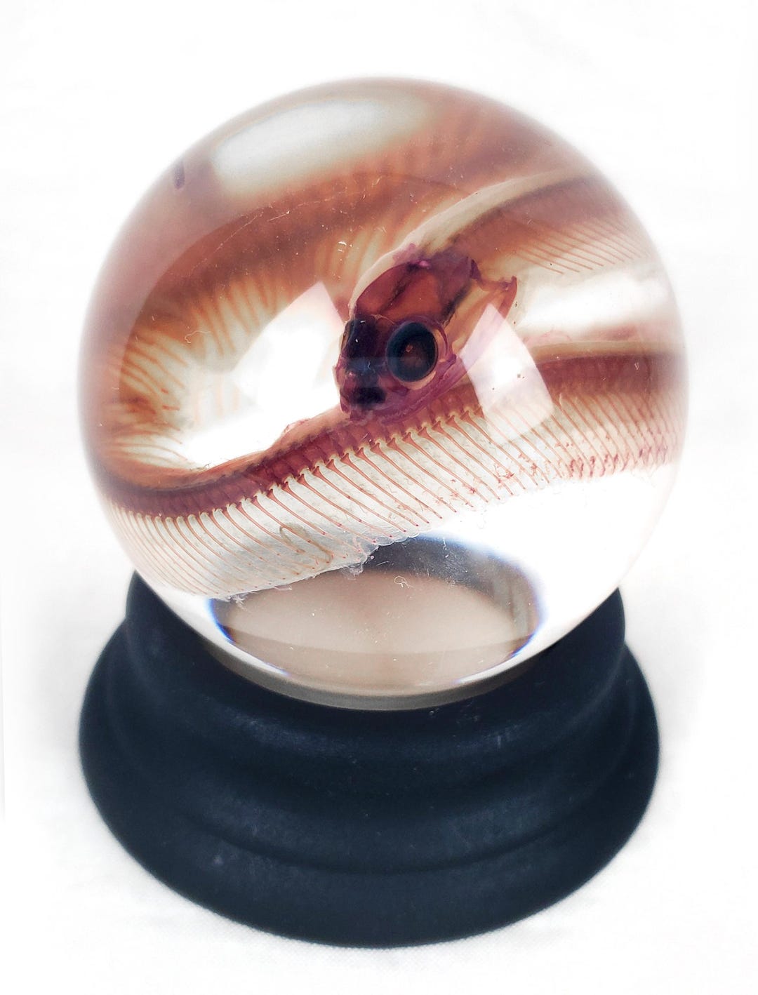 Diaphonized Snake in Glass Globe - Etsy