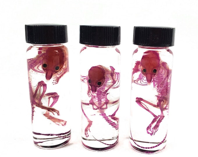 Diaphonized Mice Specimen - Etsy