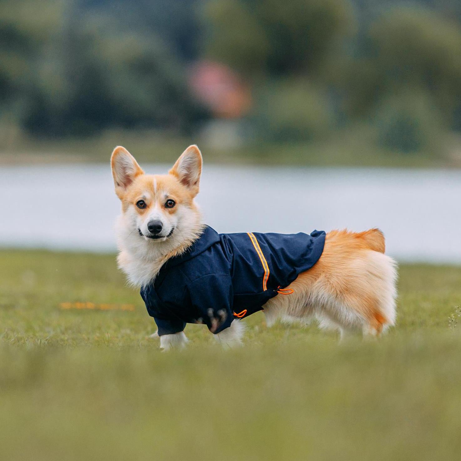 Corgi Ringdrager Hoi! Wij Zijn Op Zoek Naar Iemand Die Onze Ruwharige