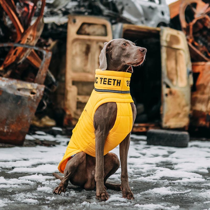 Great Dane Coat - Etsy