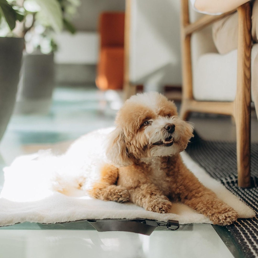Portable Dog Mat for Camping and Travel - Perfect for Cafes ...