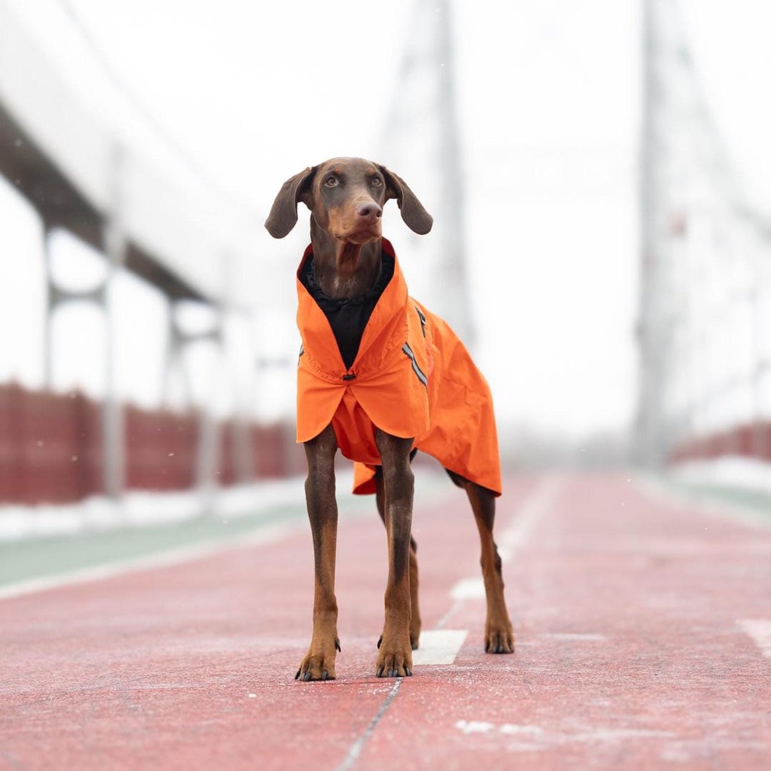 Comfortable Dog Raincoat - Large Dog Clothes - Rain Dog Jacket ...