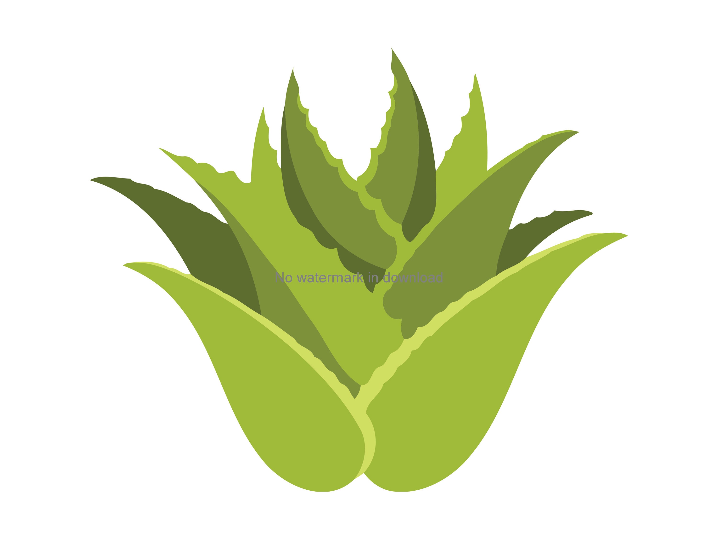Aloe Vera Digital Clip Art Aloe Vera Silhouette Svg Aloe | Etsy