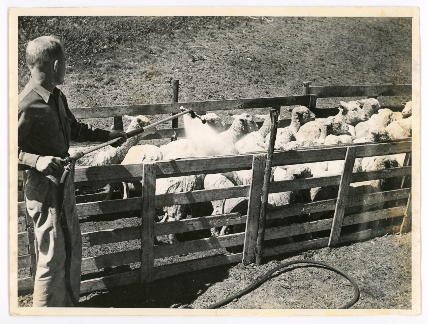 Spraying Sheep Original Vintage 1950s Photo Farming Sheep Breeding ...