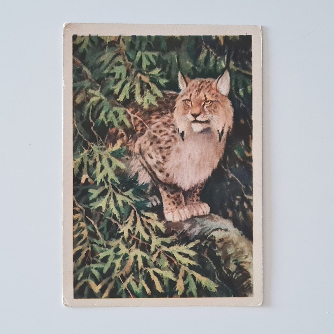 1954 Old Rare Soviet Vintage Postcard Lynx Wild Animals Art - Etsy