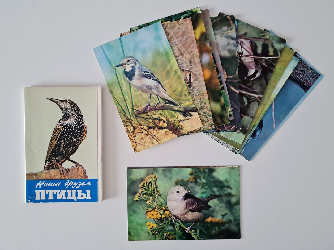 Vintage Soviet Postcard Set With Different Types of Birds, " Our ...