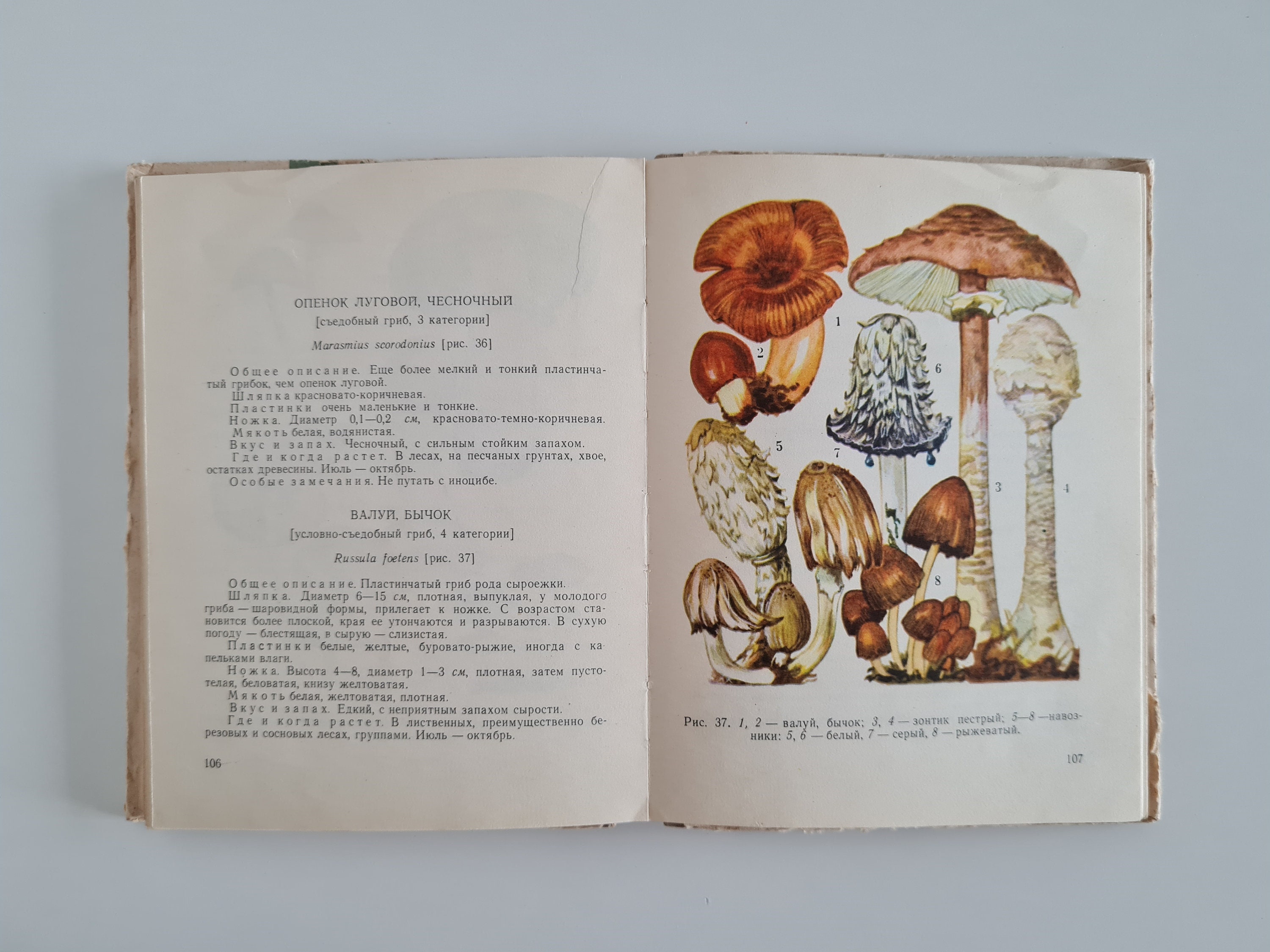Vintage Mushroom Book Mushroom Reference Book with pictures | Etsy