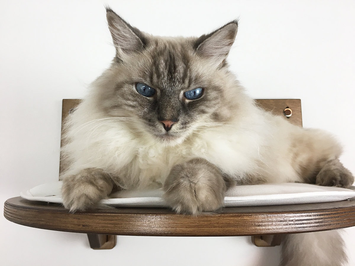 Round cat shelf with carved paw Cat furniture AthletiCat | Etsy