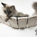 Cat Bridge With Carved Paws Cat Furniture Athleticat Made in Italy - Etsy