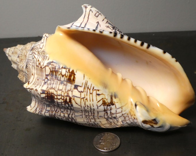 190mm Huge Voluta Ebraea Linné 1758 Hebrew Volute Sea Shell Conch ...