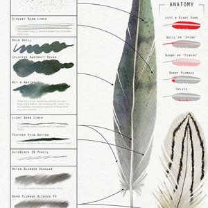 Watercolor Feather Brush Kit for Procreate - Etsy
