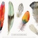 Watercolor Feather Brush Kit for Procreate - Etsy