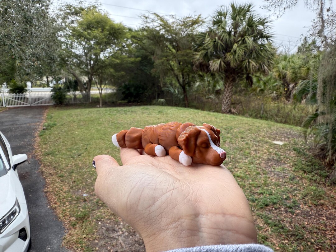Flexi Nova Scotia Duck Tolling Retriever! / Toller / Duck Dog ...