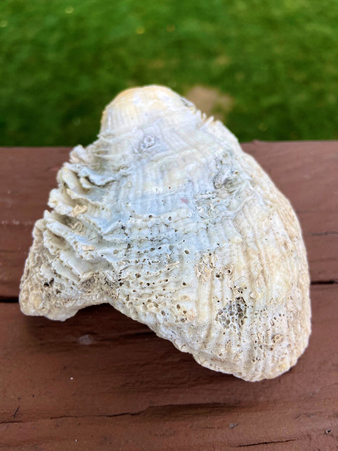 Calcified Shell, Organic Decor - Etsy