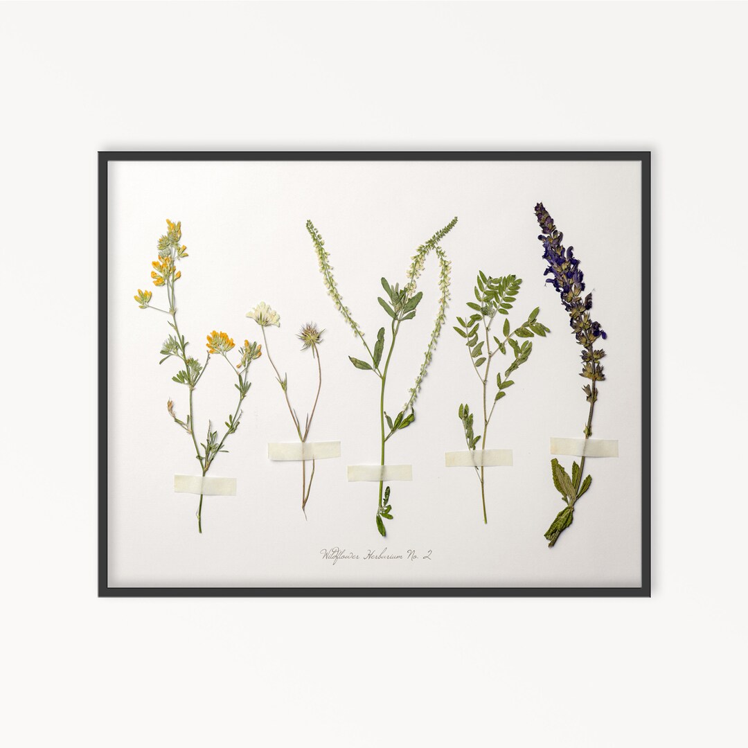 Herbarium Botanical Print No. 2 Wildflower Collage Botanical - Etsy