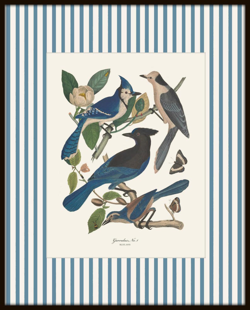 Vintage Blue Jay Print Set With Striped Border, Vintage Bird Art, Set ...