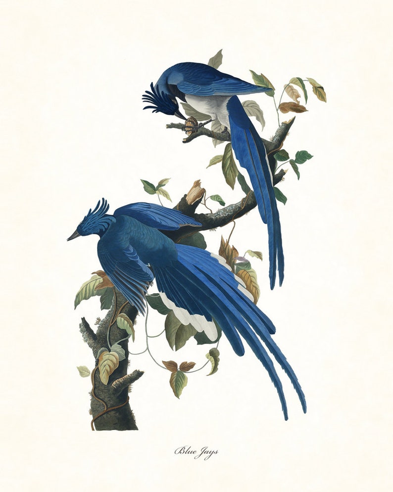 Audubon Blue Jay Print Vintage Bird Printbird Print Digital - Etsy