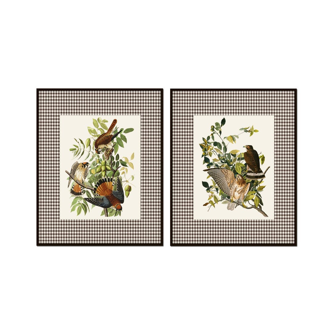 Vintage Hawks Print Set, Brown Gingham Border, Giclee Art Prints - Etsy
