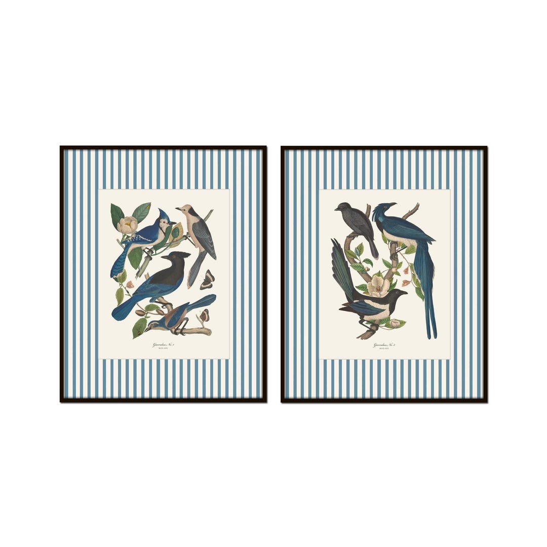 Vintage Blue Jay Print Set With Striped Border, Vintage Bird Art, Set ...
