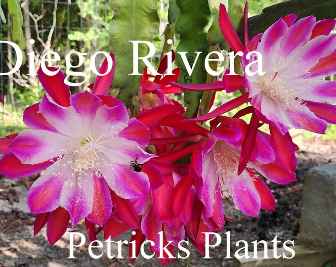 Epiphyllum Orchid Cactus Diego Rivera Rooted Plant - Etsy