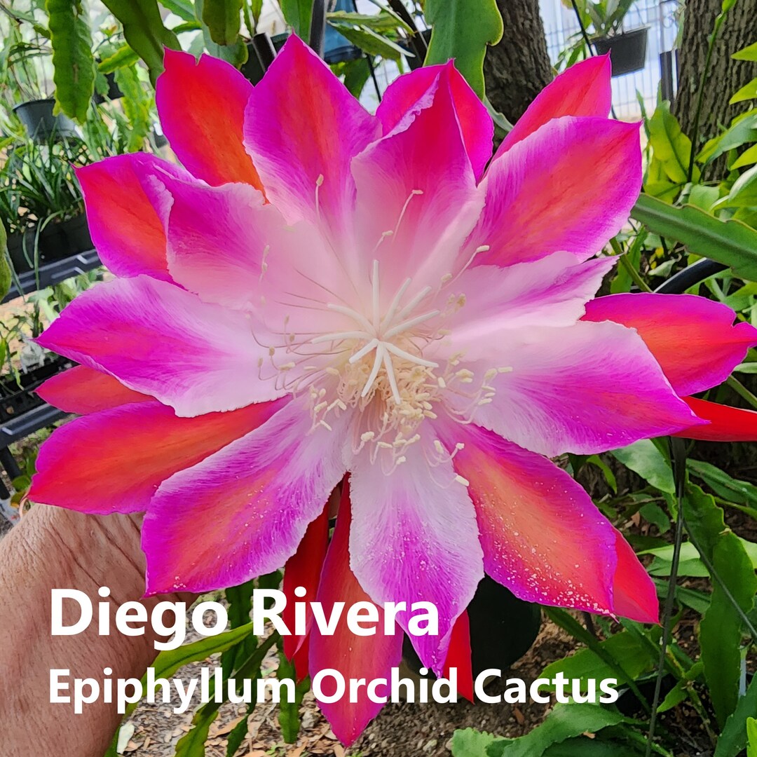 Epiphyllum Orchid Cactus Diego Rivera 8-9 Cuttings - Etsy